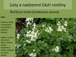 Jedlé rostliny - Jídlo obecné | PPT