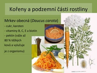 Jedlé rostliny - Jídlo obecné | PPT