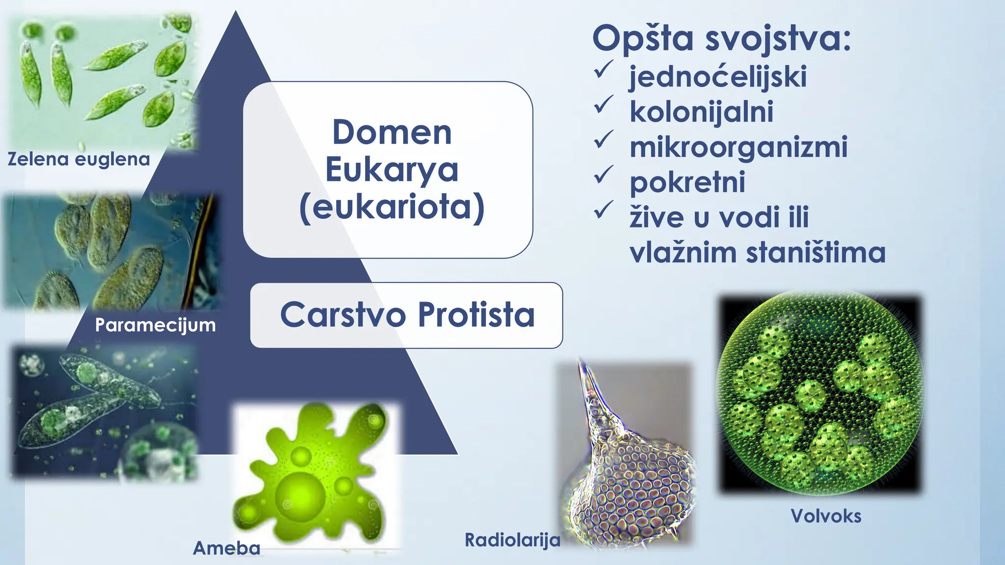Jednoćelijski eukarioti.pptx, zajednička svojstva | PPTX