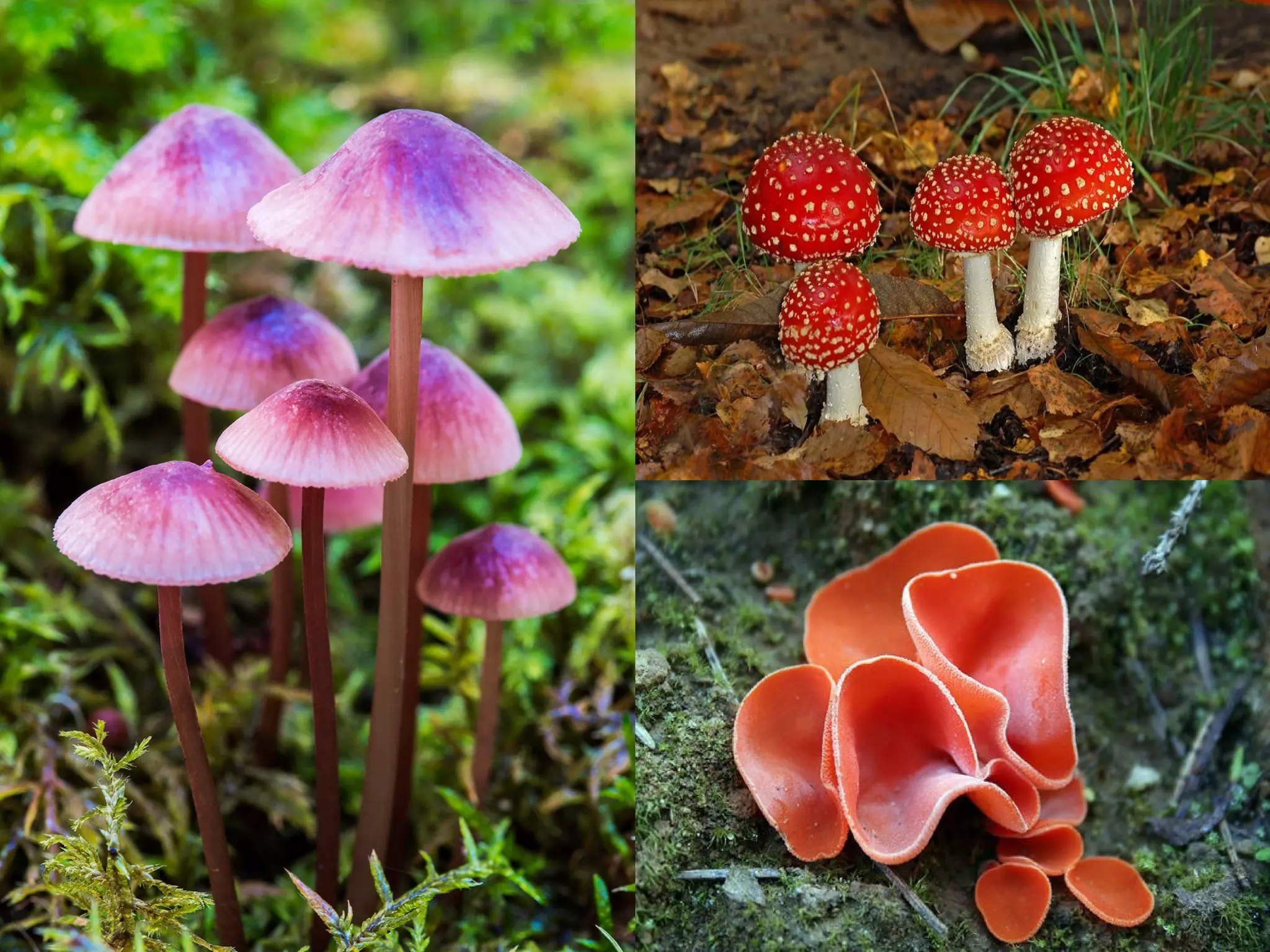 Jednoćelijski i višećelijski organizmi | PPT