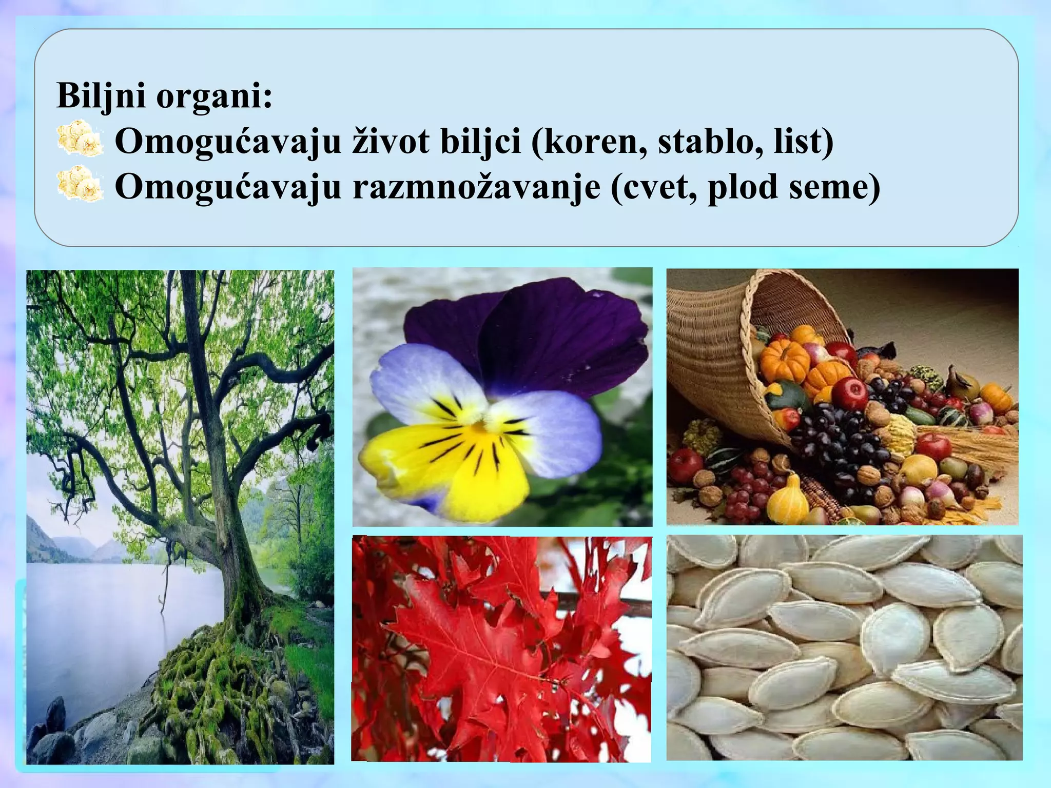 Jednoćelijski i višećelijski organizmi | PPT