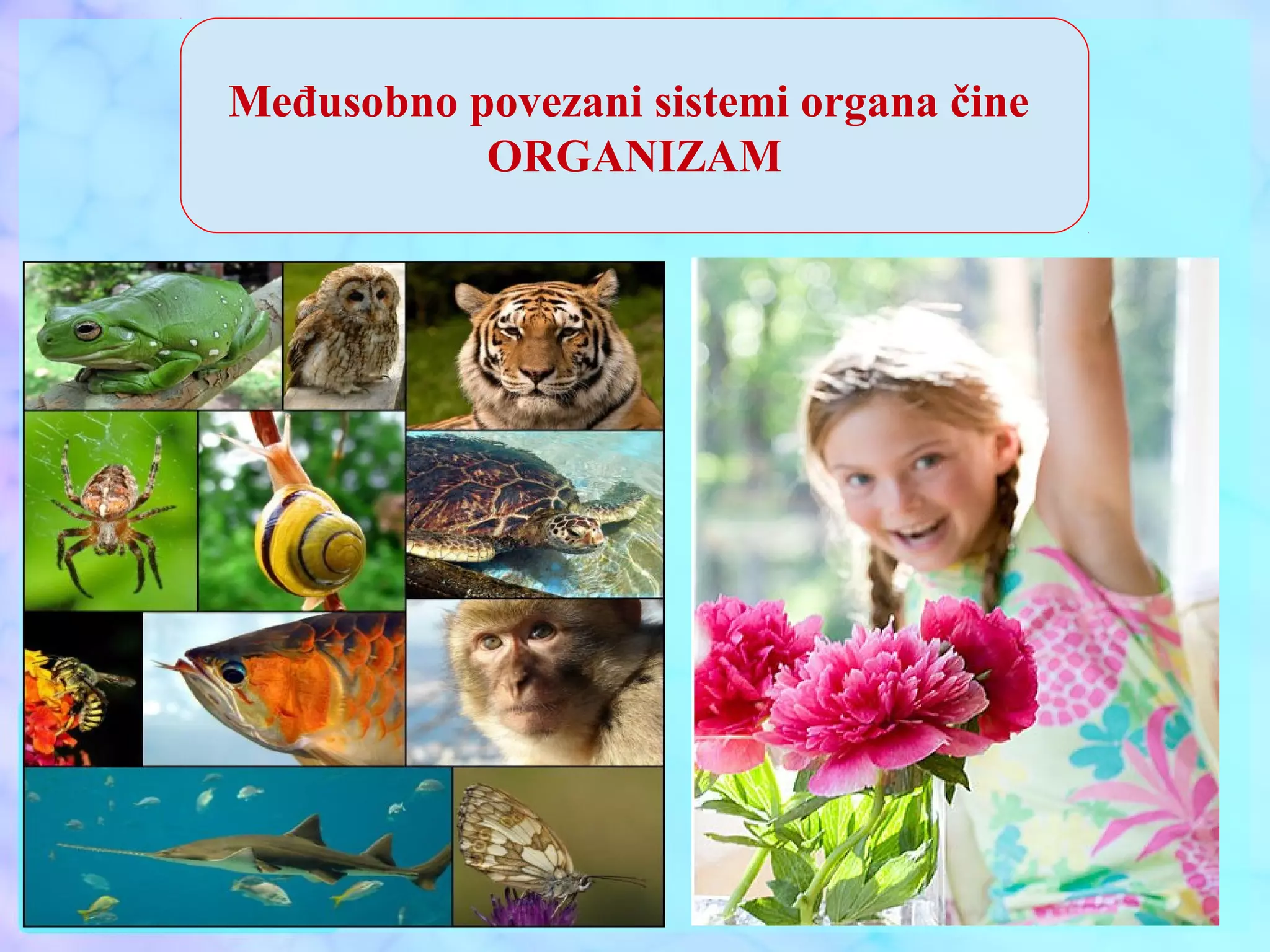 Jednoćelijski i višećelijski organizmi | PPT