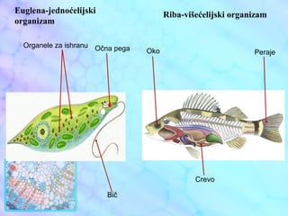 Jednoćelijski i višećelijski organizmi | PPT