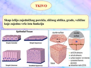 Jednoćelijski i višećelijski organizmi | PPT