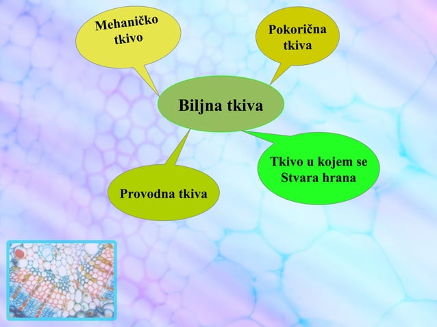 Jednoćelijski i višećelijski organizmi | PPT