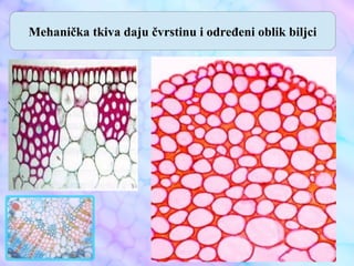 Jednoćelijski i višećelijski organizmi | PPT