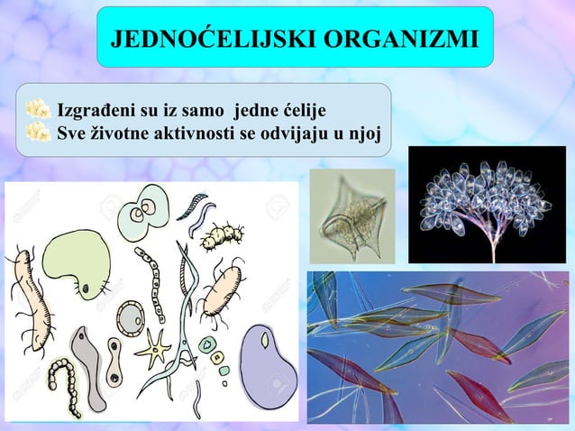 Jednoćelijski i višećelijski organizmi | PPT