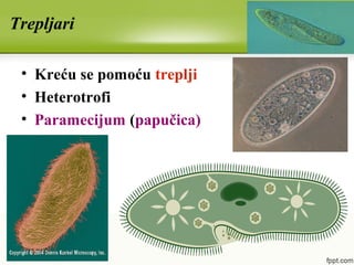 Jednoćelijski organizmi sa organizovanim jedrom | PPT