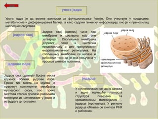 Једро | PPT