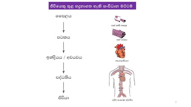 Jeevinge-Lakshanika-–-Grade-10-Science-Lesson-08-Short-Note.pdf