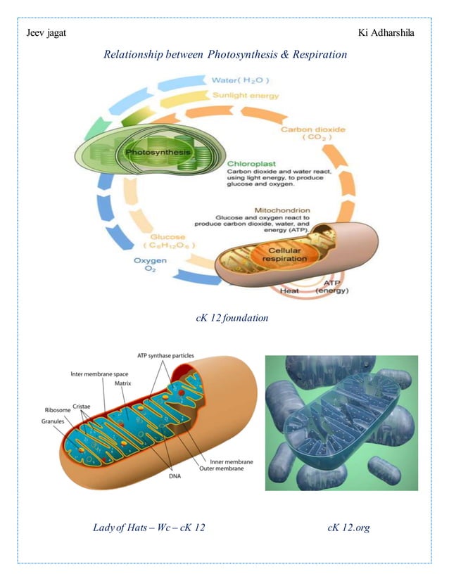Life sustaining processes phenomena Jeev jagat ki adharshila cell ...