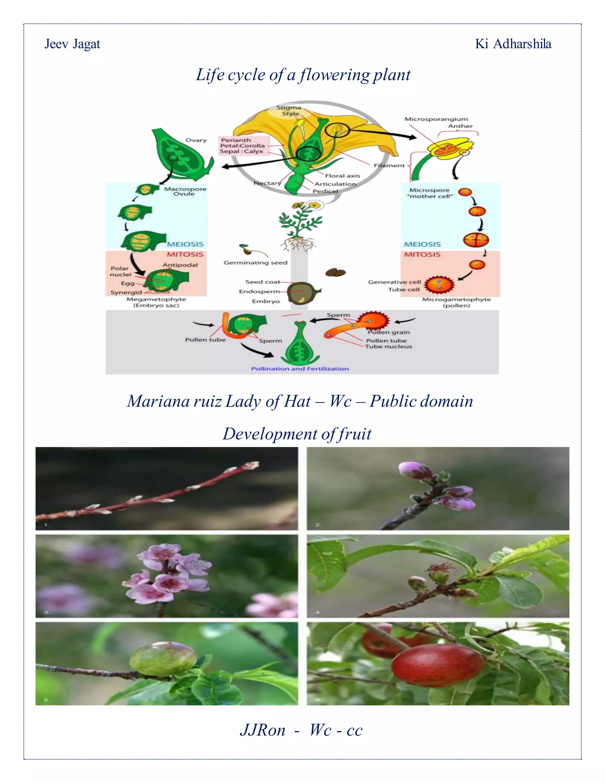 Life sustaining processes & phenomena Jeev jagat ki Adharshila ...