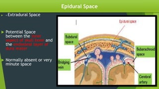 SPACES FORMED BY MENINGES AND MENINGEAL COVERINGS OF SPINAL CORD | PPT