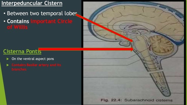 SPACES FORMED BY MENINGES AND MENINGEAL COVERINGS OF SPINAL CORD
