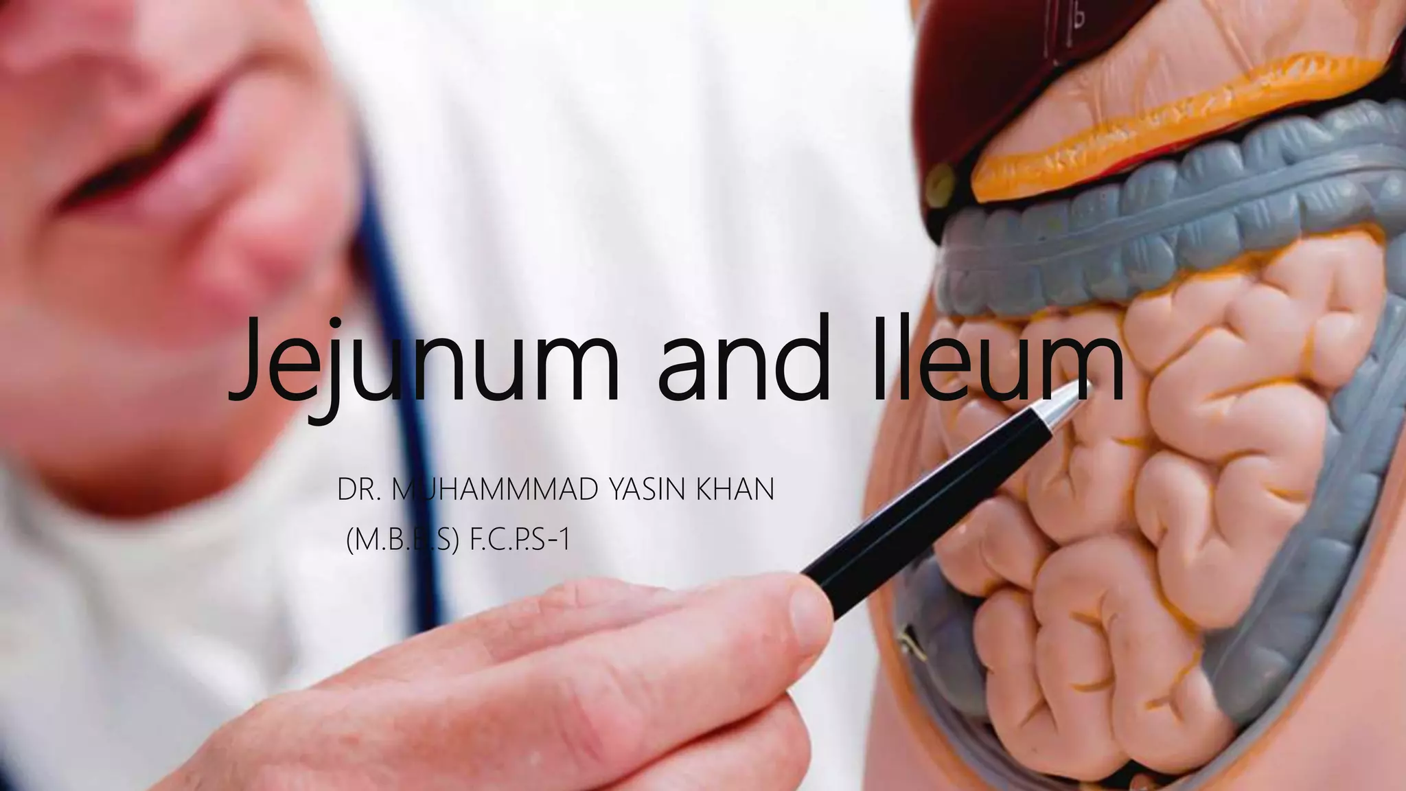 Gross Anatomy Of Jejunum and ileum | PPTX