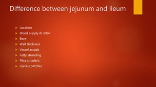 Gross Anatomy Of Jejunum and ileum | PPTX