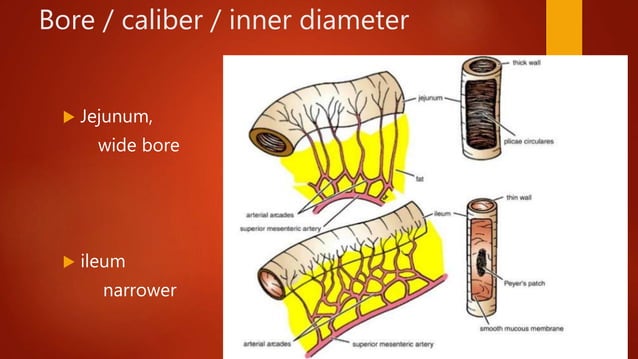 Gross Anatomy Of Jejunum and ileum | PPTX | Brain and Nervous System ...