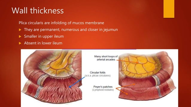 Gross Anatomy Of Jejunum and ileum | PPTX | Brain and Nervous System ...