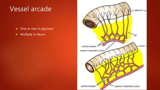 Gross Anatomy Of Jejunum and ileum | PPTX