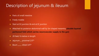 Gross Anatomy Of Jejunum and ileum | PPTX