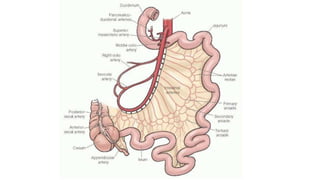 Gross Anatomy Of Jejunum and ileum | PPTX