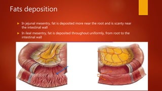 Gross Anatomy Of Jejunum and ileum | PPT