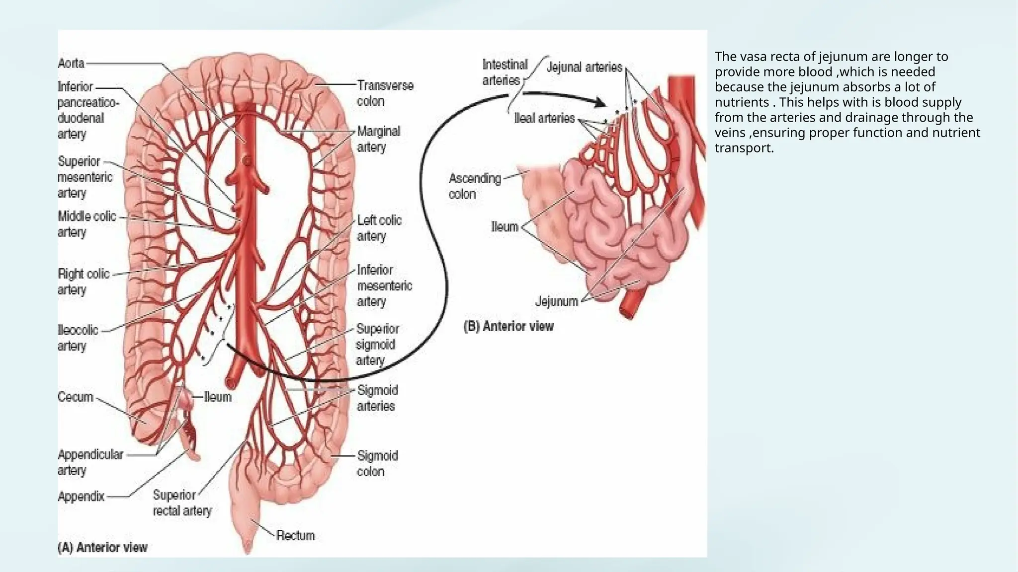 JEJUNUM_AND_ILEUM_Small_intestines_ Anatomy | PPTX