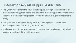 JEJUNUM_AND_ILEUM_Small_intestines_ Anatomy | PPTX