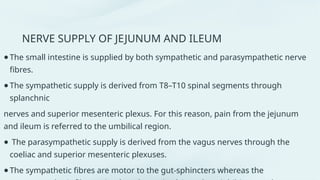 JEJUNUM_AND_ILEUM_Small_intestines_ Anatomy | PPTX