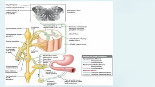 JEJUNUM_AND_ILEUM_Small_intestines_ Anatomy | PPTX