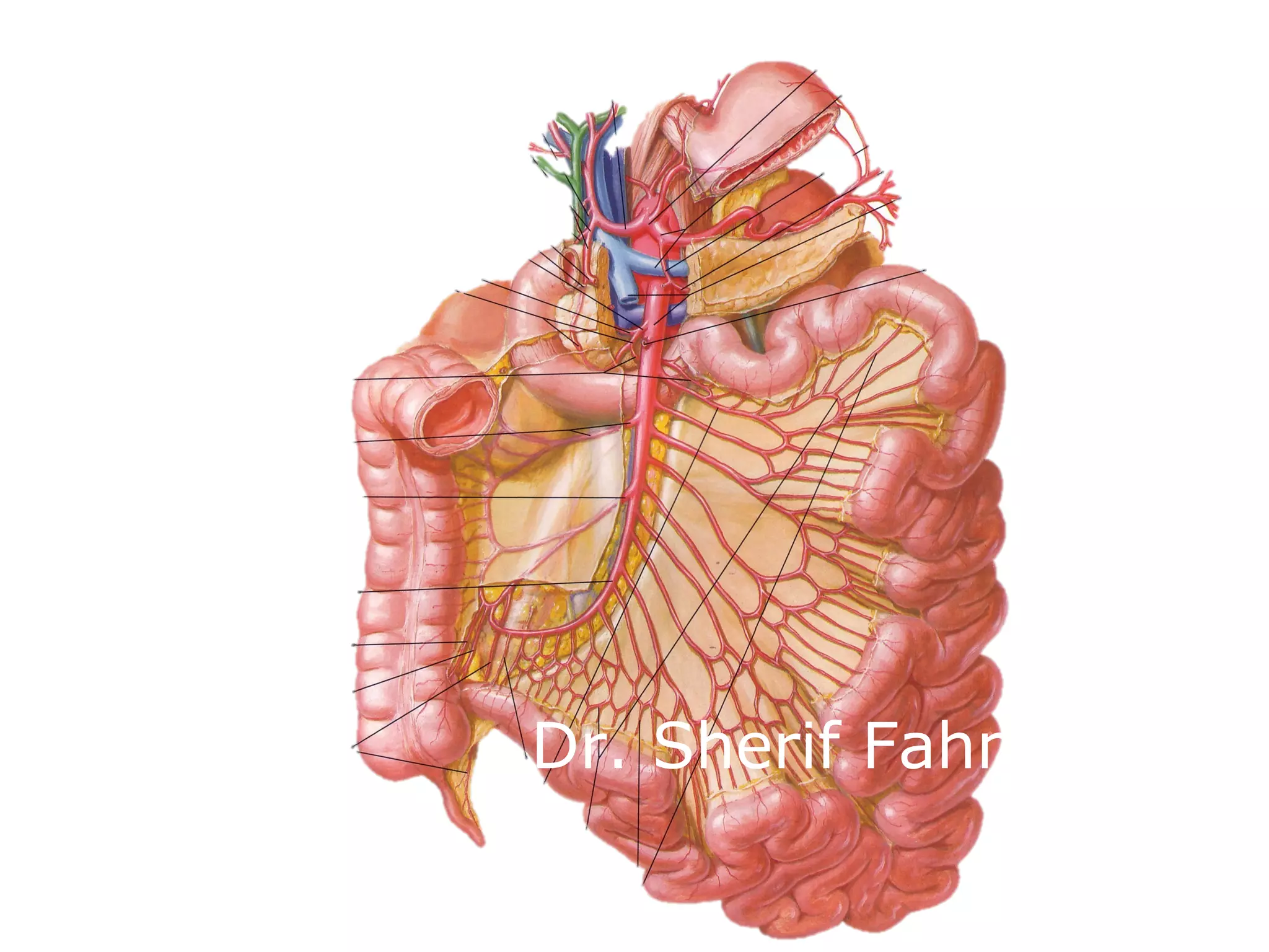 Jejunum & Ileum (Anatomy of the Abdomen) | PPS