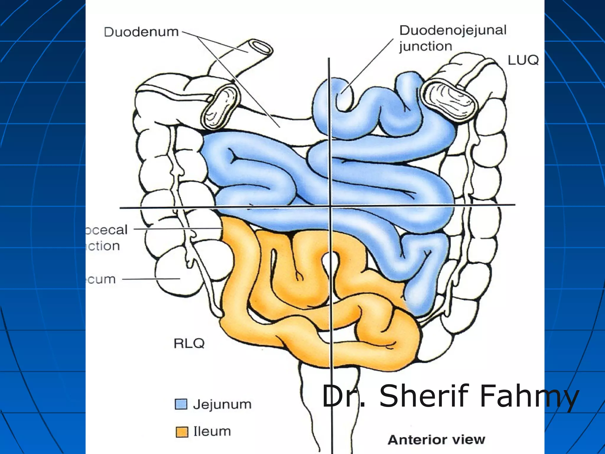 Jejunum & Ileum (Anatomy of the Abdomen) | PPS