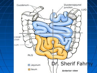 Jejunum & Ileum (Anatomy of the Abdomen) | PPS
