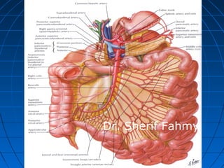 Jejunum & Ileum (Anatomy of the Abdomen) | PPS