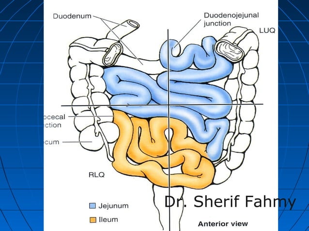 Jejunum & Ileum (Anatomy of the Abdomen)