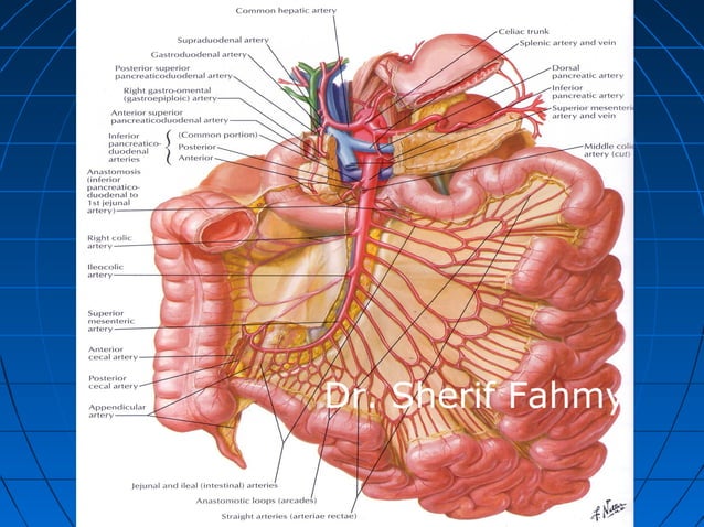 Jejunum And Ileum Anatomy Of The Abdomen