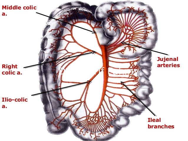 Jejunum & Ileum (Anatomy of the Abdomen)