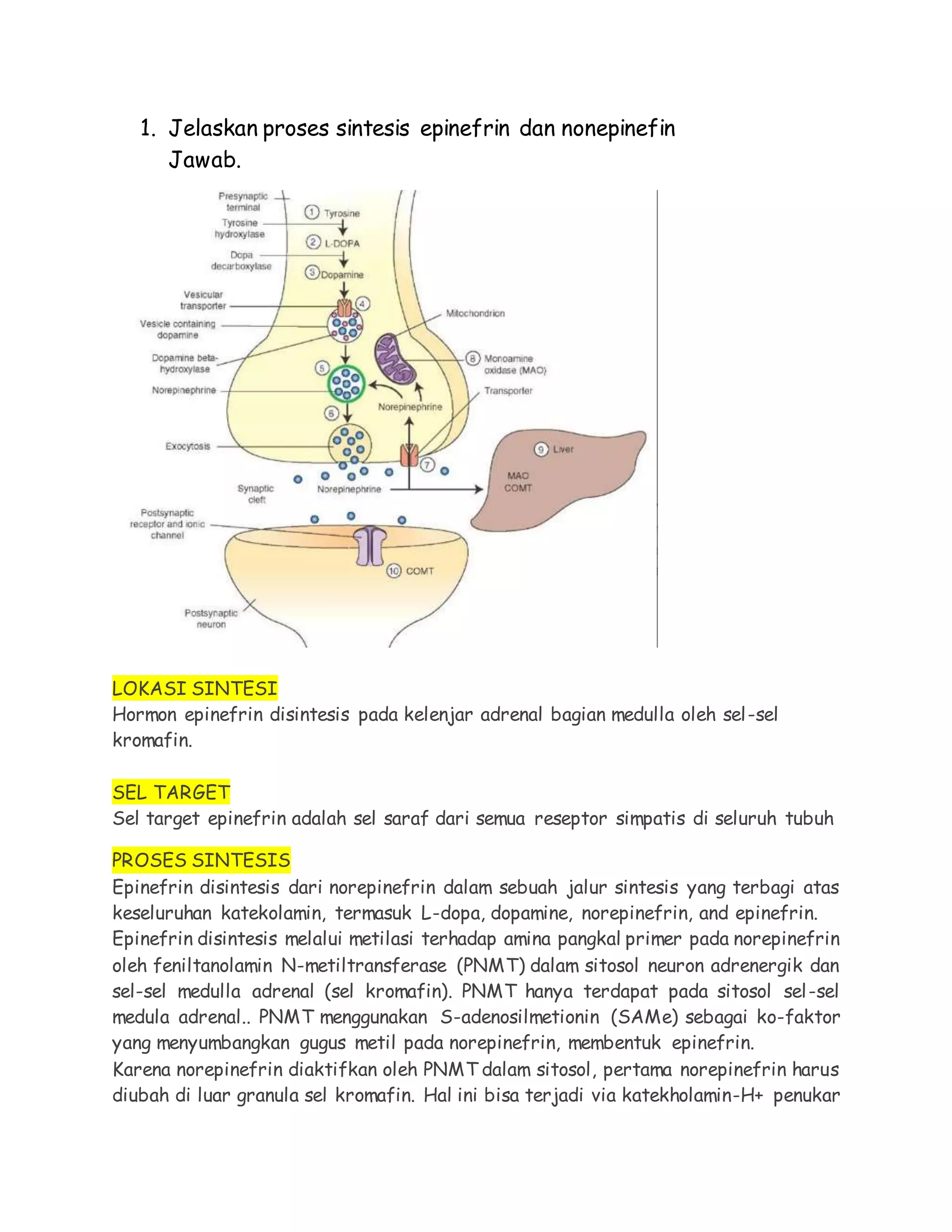 Jelaskan proses sintesis epinefrin dan nonepinefin | DOCX