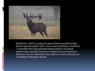 Jeleň lesný | PPTX