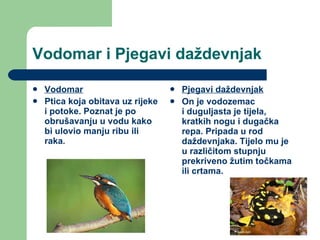 Biologija - Jelenka | PPT