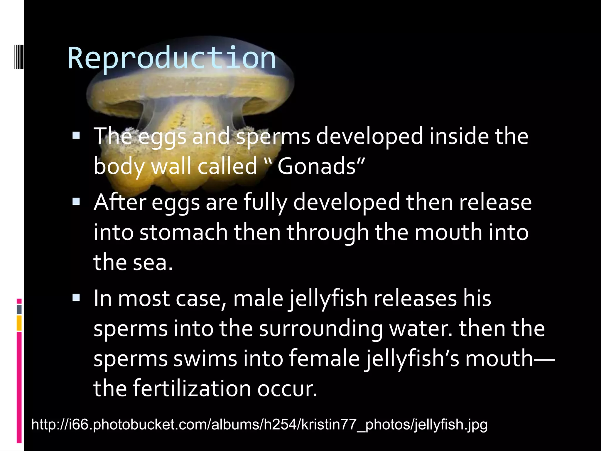 Jellyfish | PPTX