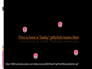 Jellyfish | PPTX