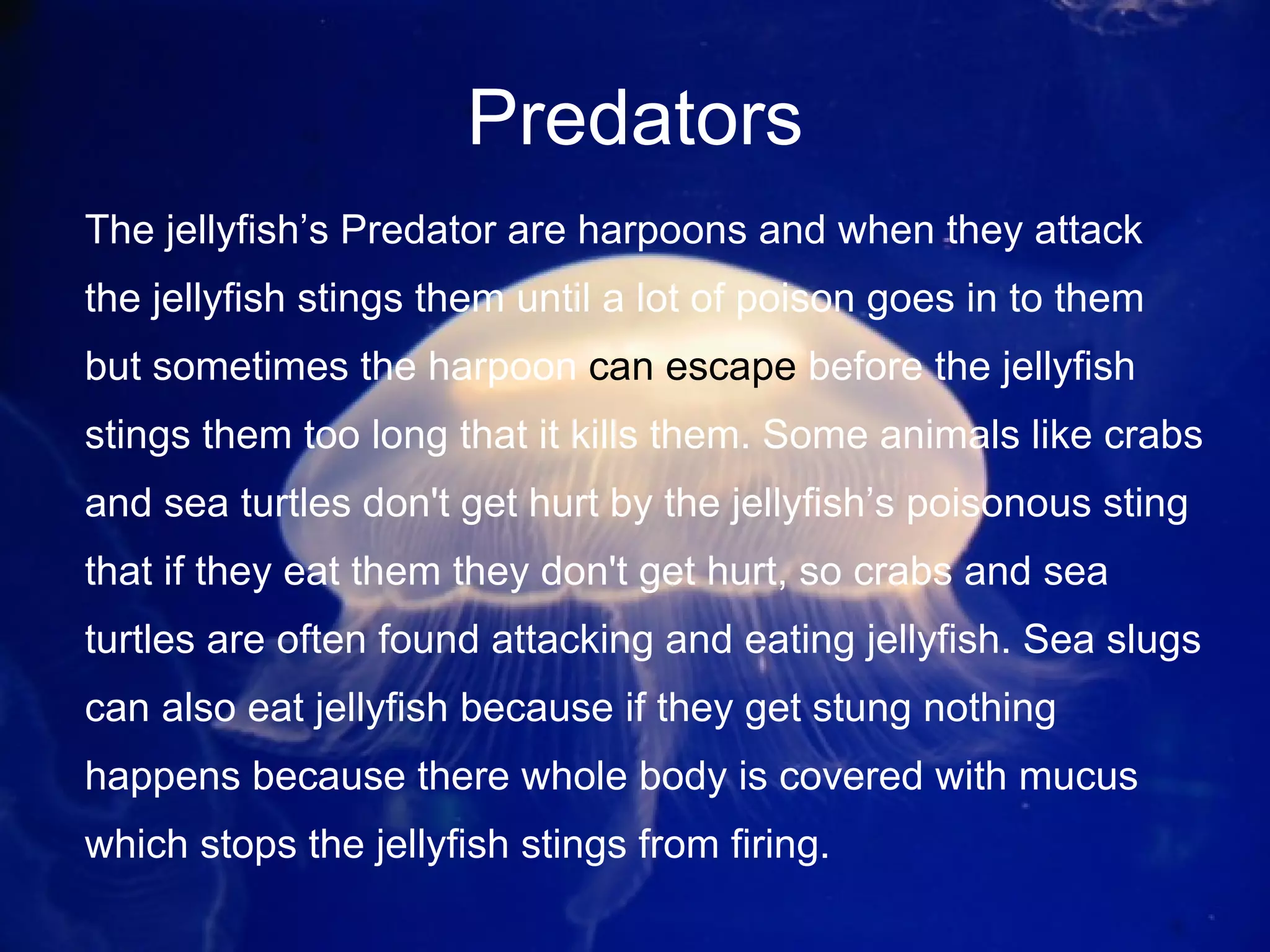 Jellyfish | PPT