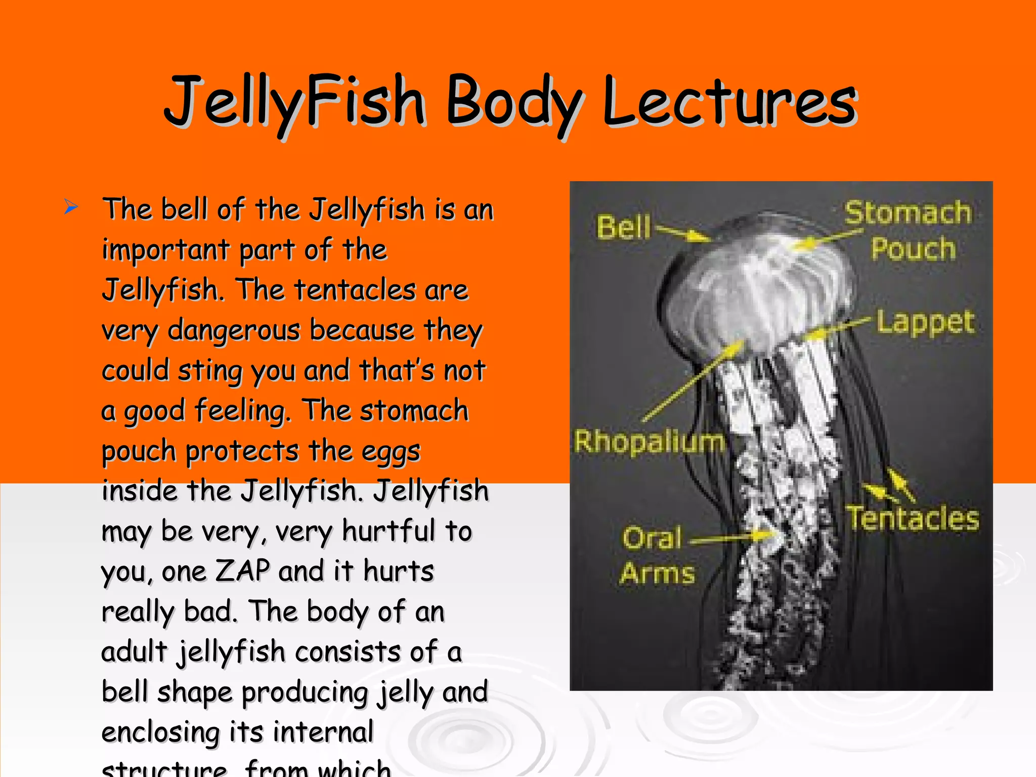 Jellyfish | PPT