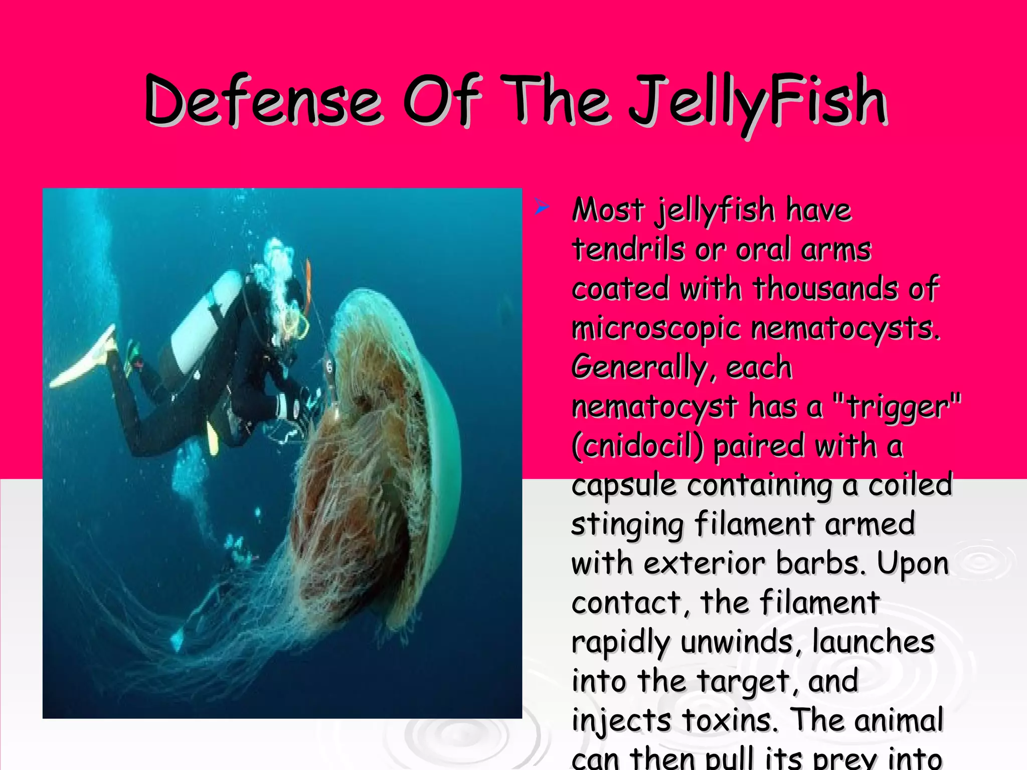 Jellyfish | PPT