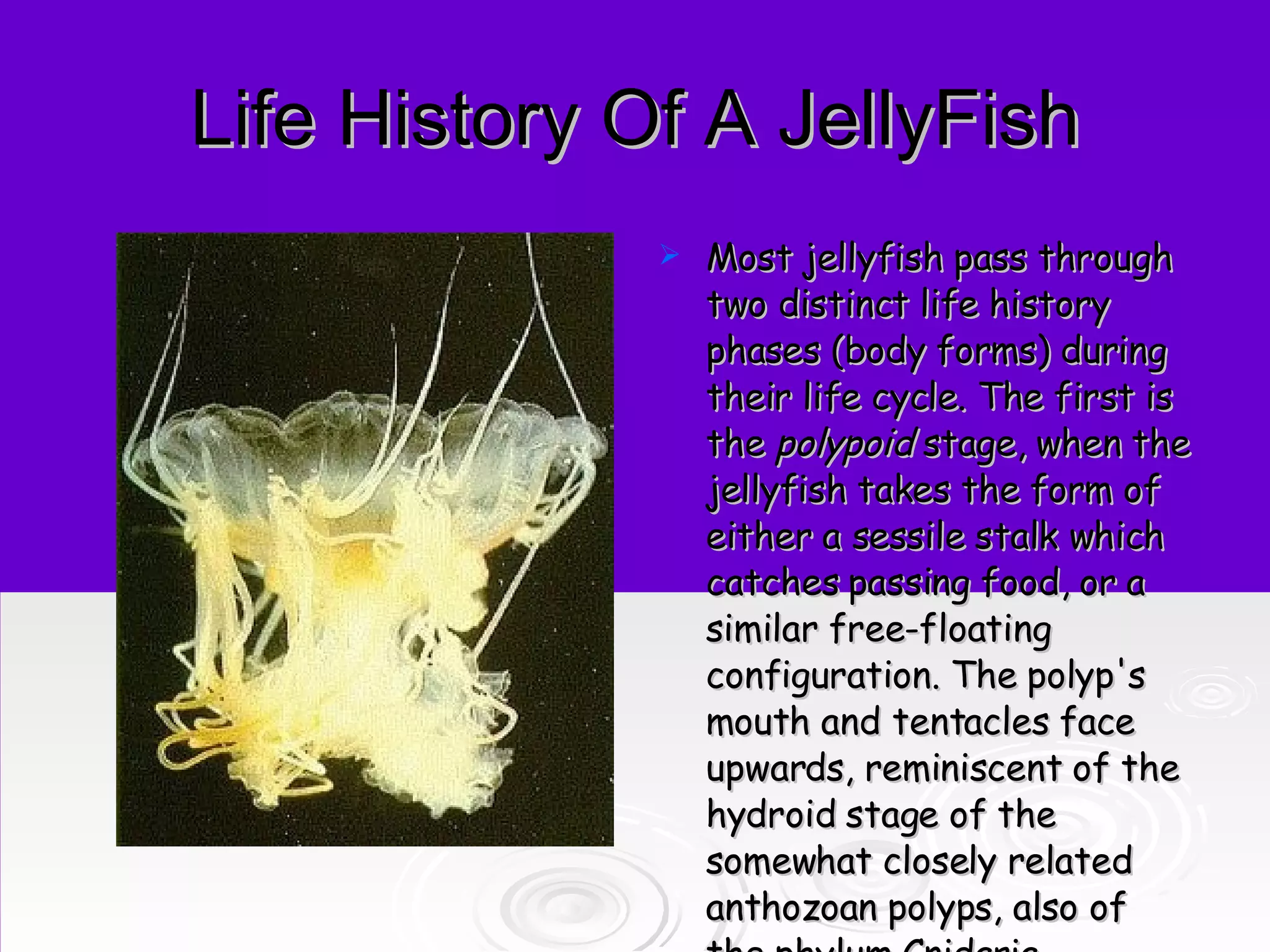 Jellyfish | PPT