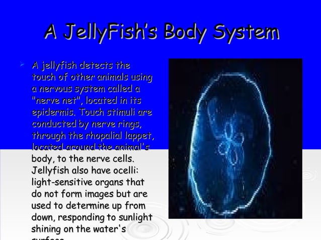 Jellyfish | PPT