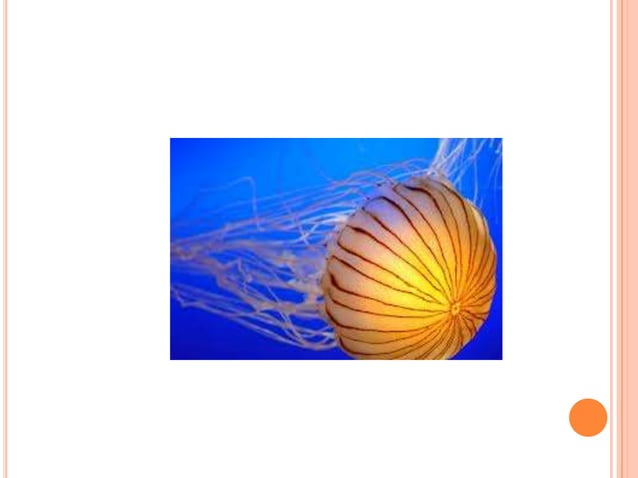 Jellyfish | PPT