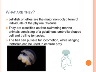 Jellyfish | PPTX