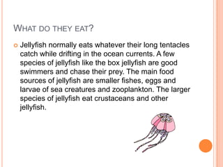 Jellyfish | PPTX